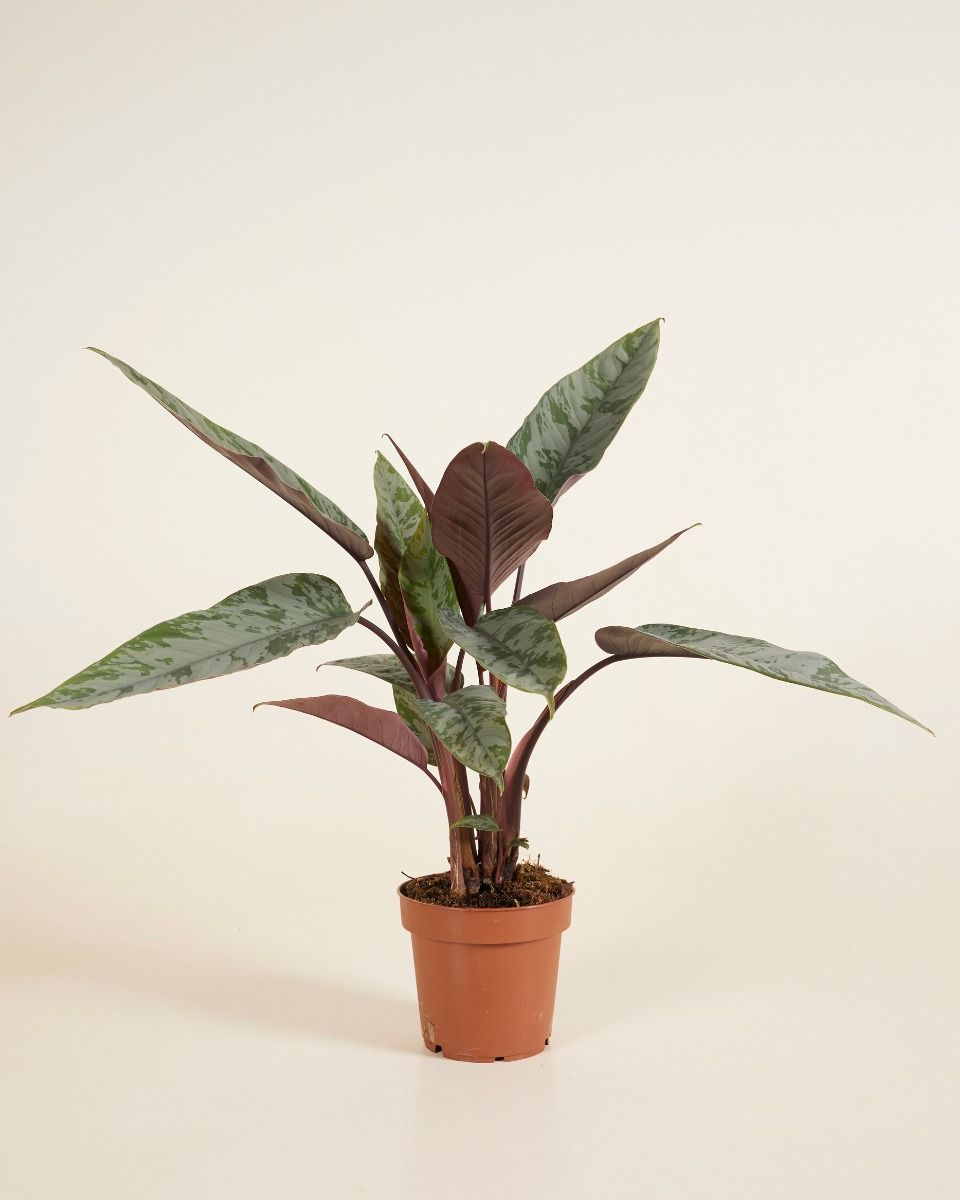 Shop Apoballis Acuminatissima M online | PLNTS.com