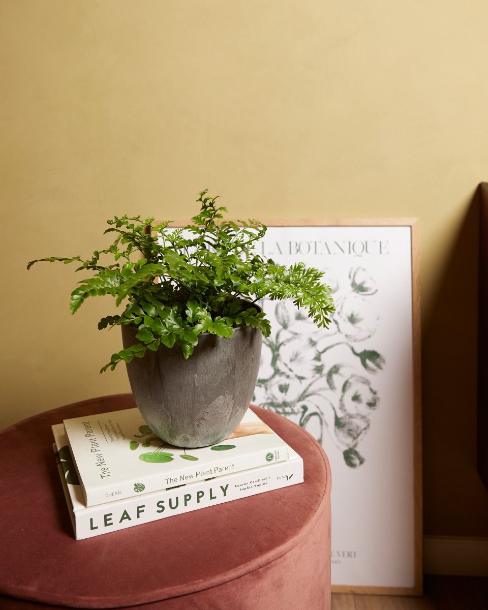 Shop Asplenium Parvati M online | PLNTS.com