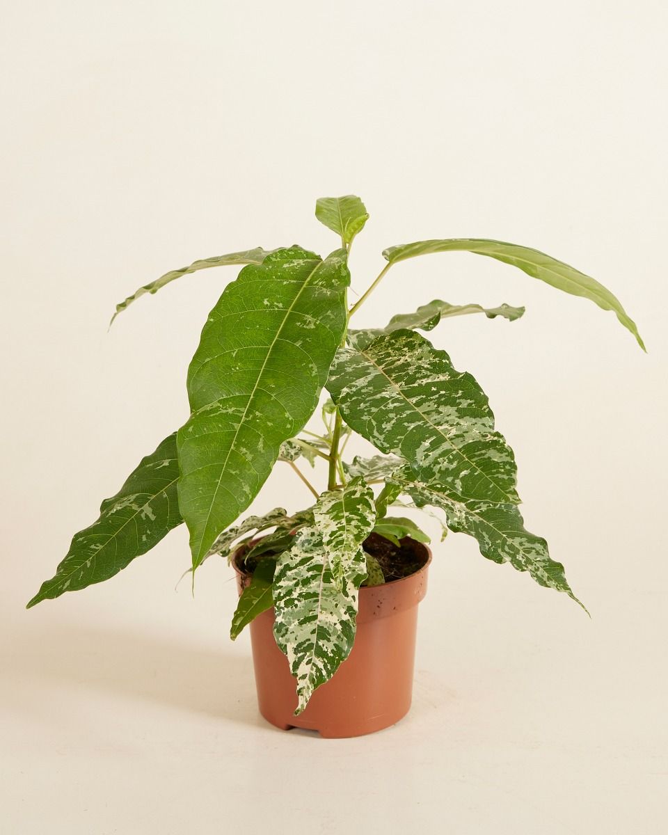 Shop Ficus Snowstorm M online | PLNTS.com