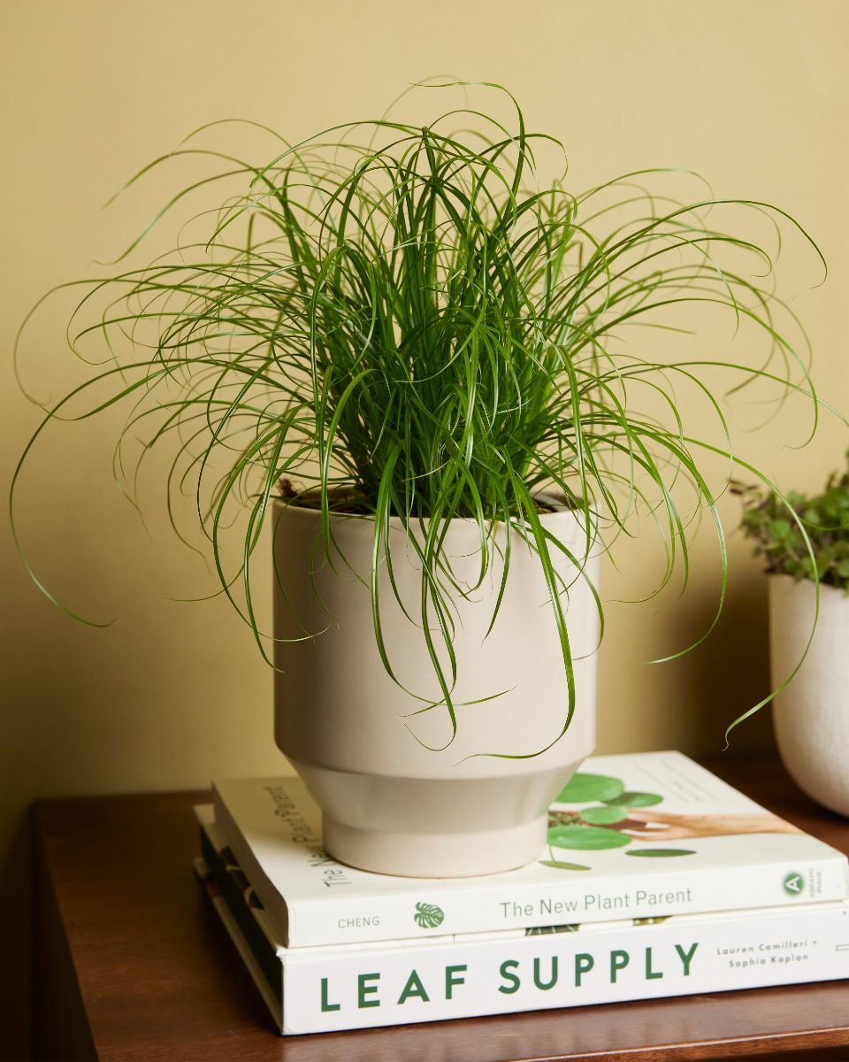Shop Cyperus Alternifolius Zumula M online | PLNTS.com