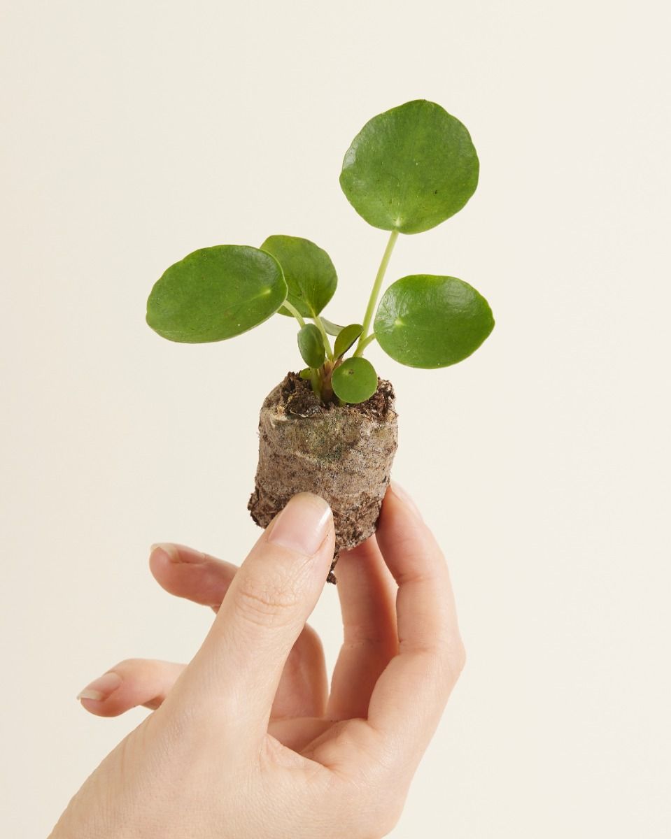 Pilea Peperomioides Pannenkoekenplant S (Pannenkoekenplant ) online ...