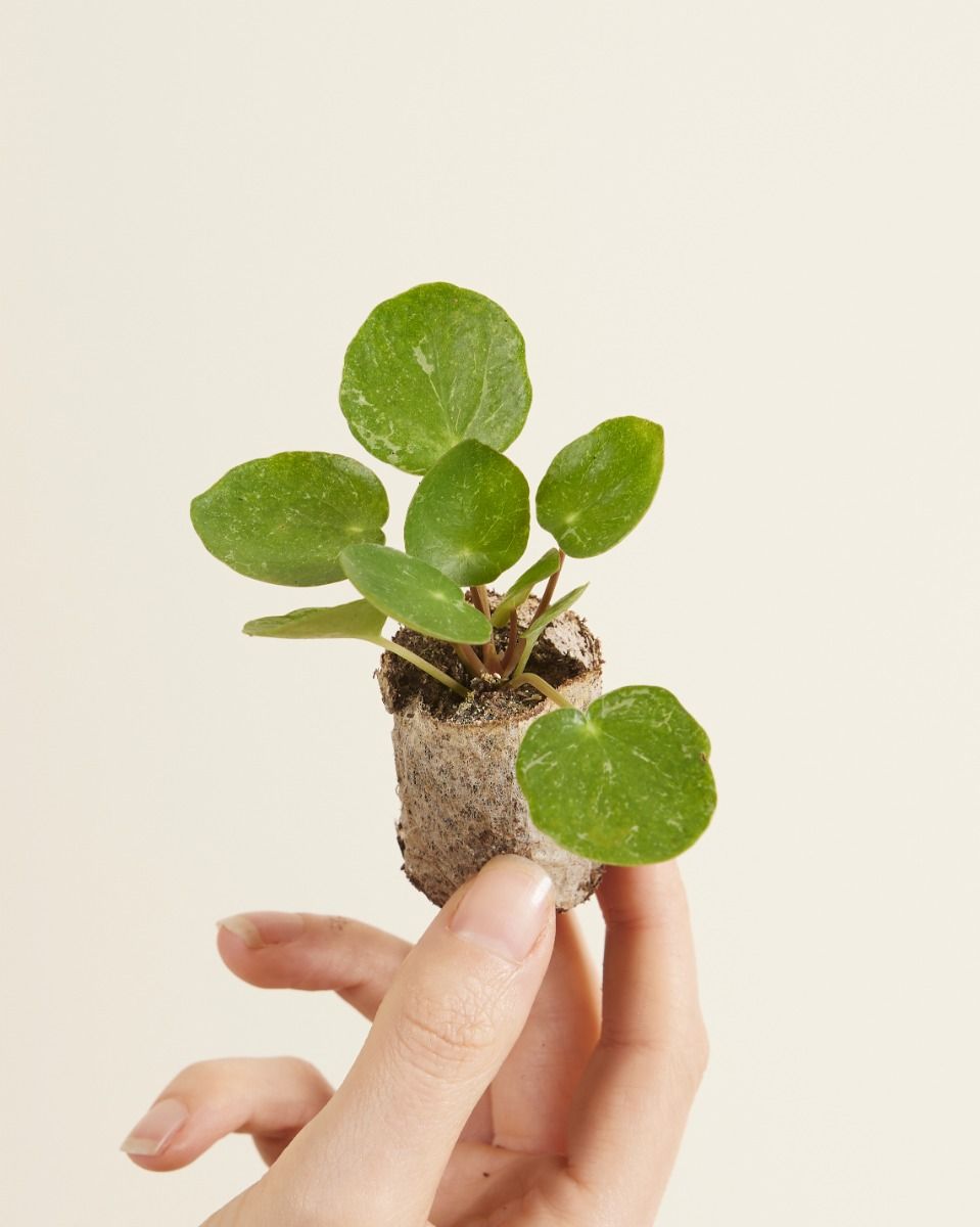 Pilea Peperomioides Sugar® S (Pannenkoekenplant ) online kopen | PLNTS.com