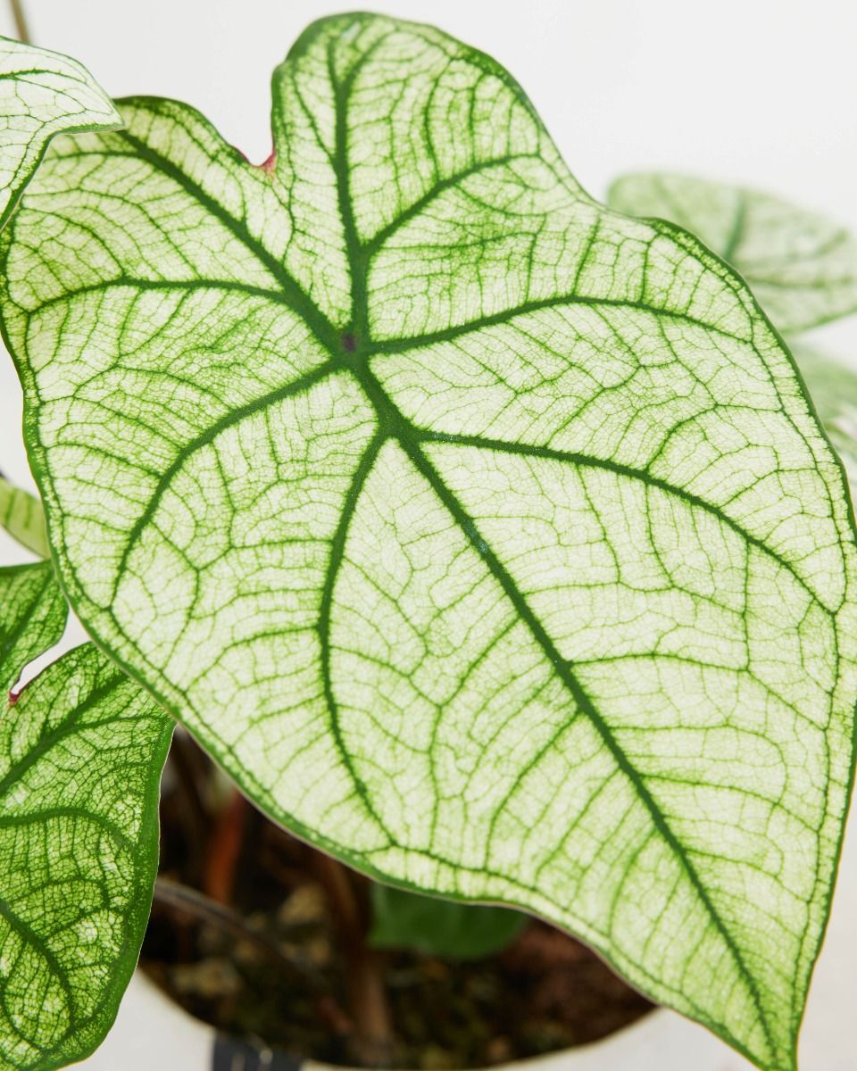 Shop Caladium Caladium Tuber - Candidum S (Angel wings) online | PLNTS.com
