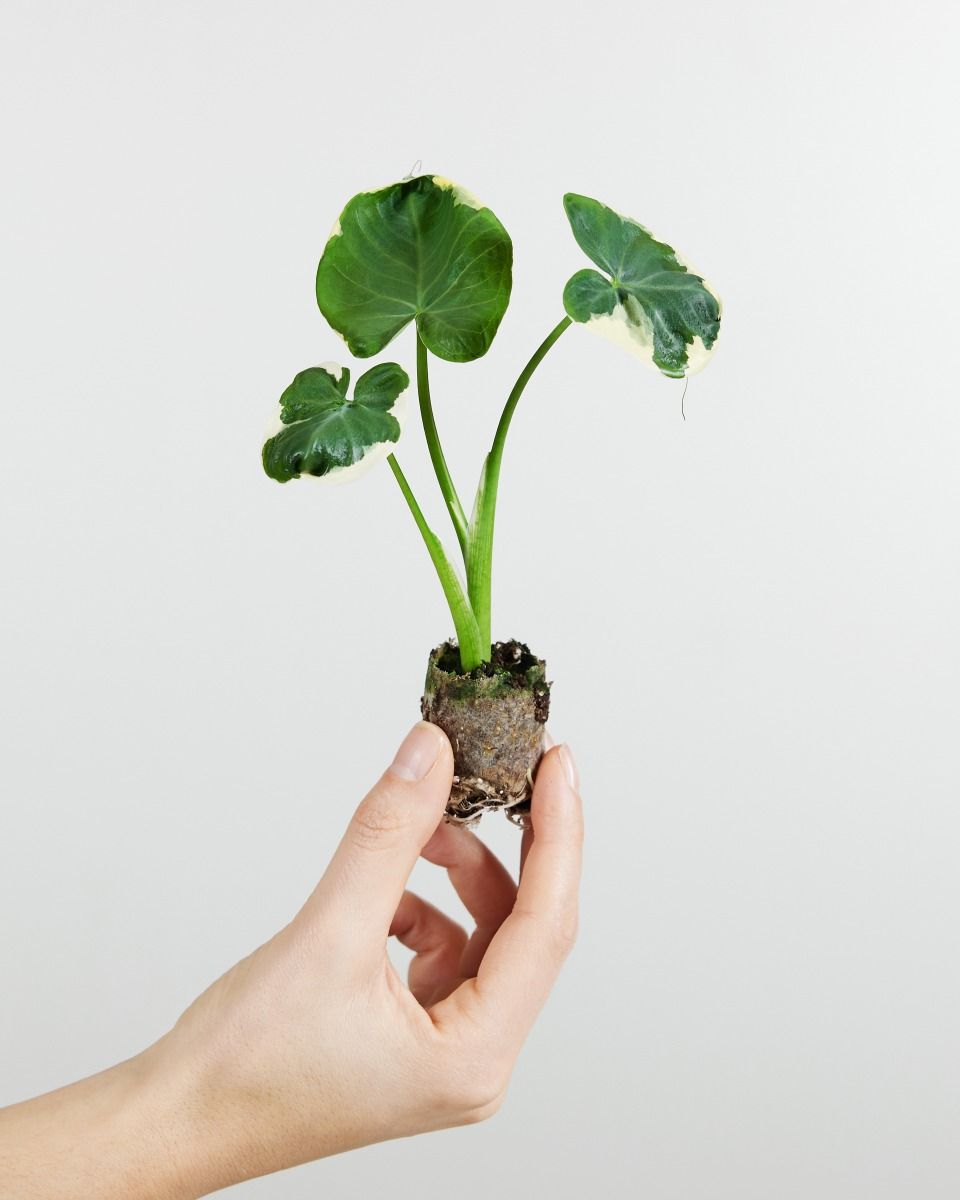 Xanthosoma Sagittifolium Variegata S (Elephant Ear) online kopen ...