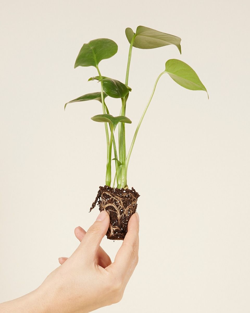 Monstera Deliciosa Gatenplant (Gatenplant) online kopen | PLNTS.com