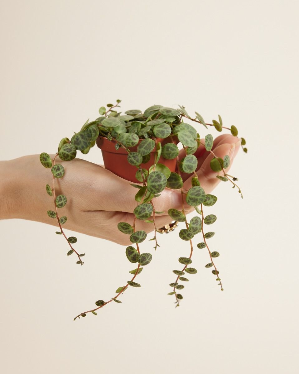 Compre Peperomia Prostrata S (String of Turtles) en línea | PLNTS.com