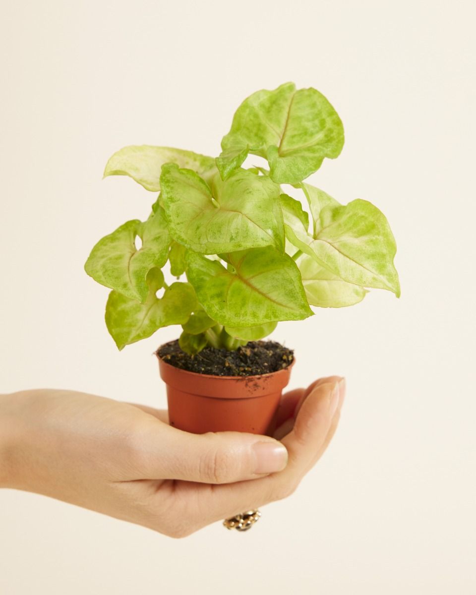 Shop Syngonium Golden Allusion S online | PLNTS.com
