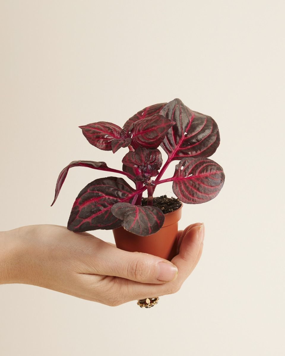 Shop Herbstii Bloodleaf S (Beefsteak plant) online | PLNTS.com