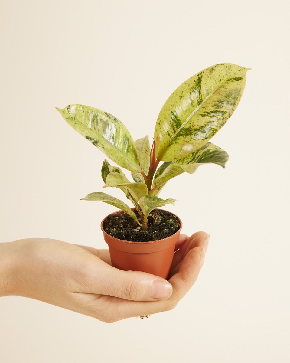 Shop Ficus Shivereana Moonshine S online | PLNTS.com