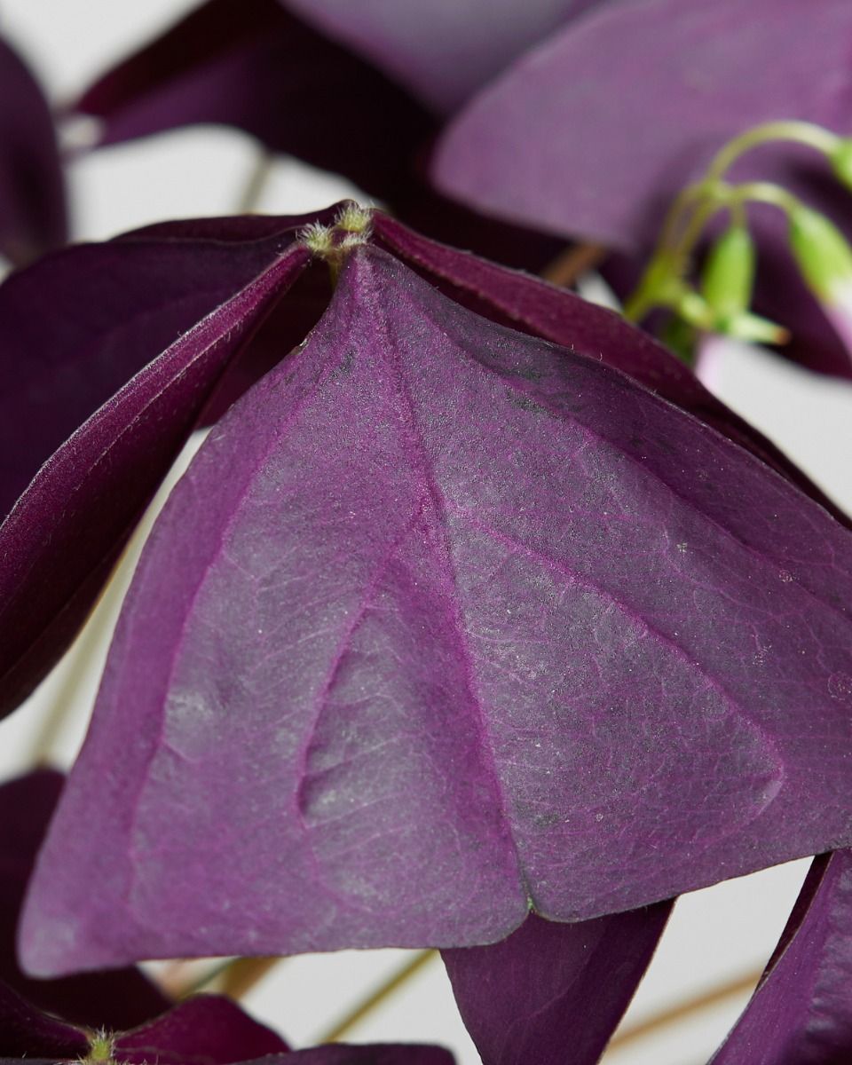 Shop Oxalis Oxalis Tuber - Triangularis 'Burgundy Wine' S online ...