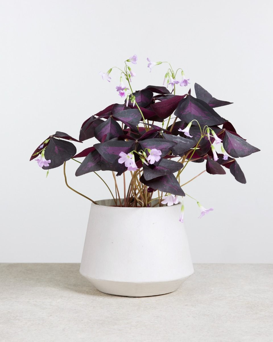 Acheter Oxalis Oxalis Tuber - Triangularis 'Sunny' S en ligne | PLNTS.com