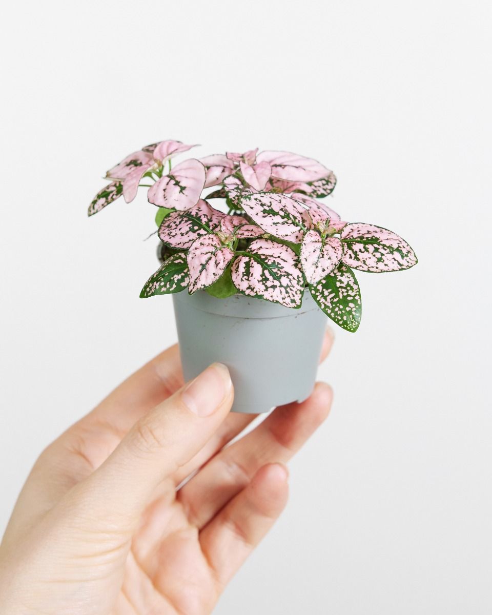 Shop Hypoestes Phyllostachya Pink S online | PLNTS.com