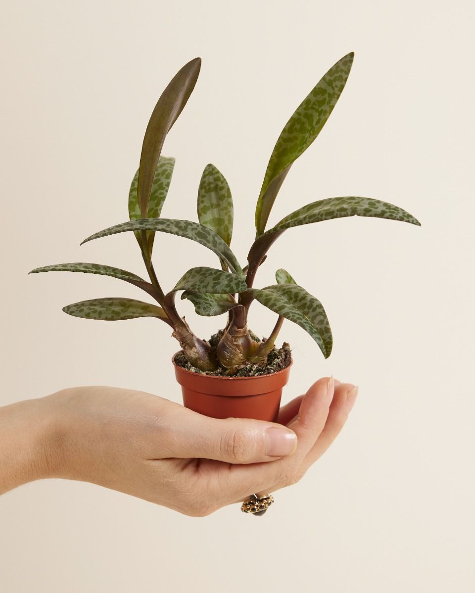 Shop Ledebouria Socialis S (Silver Squil) online | PLNTS.com