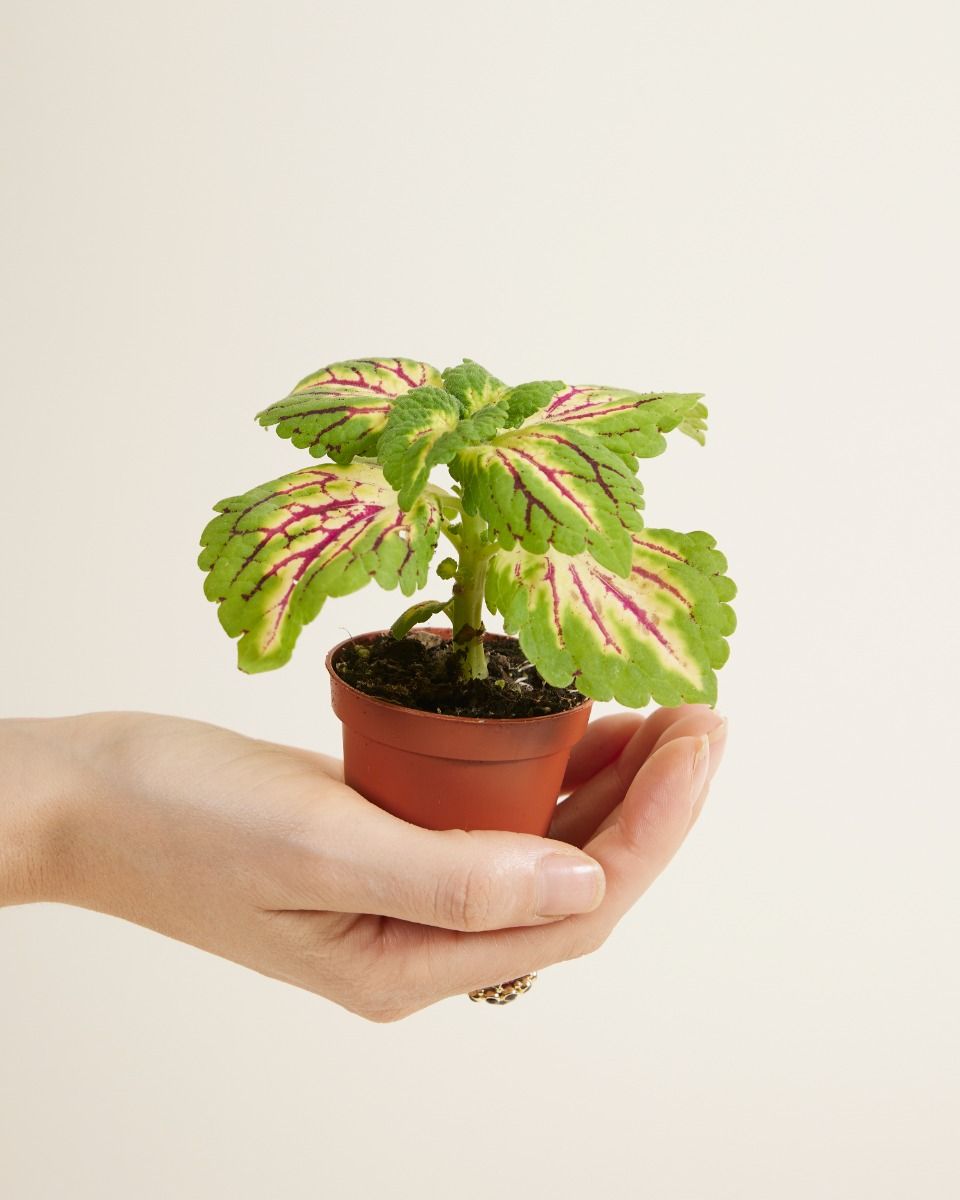 Shop Coleus Spacecake S (Spurflower) online | PLNTS.com