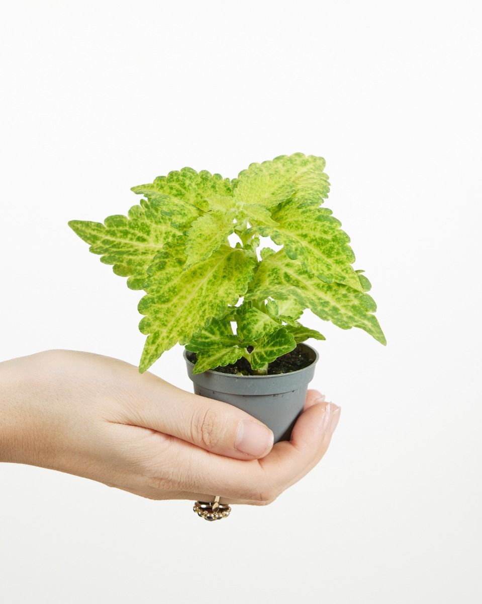 Shop Coleus MS River Walk S (Spurflower) online | PLNTS.com