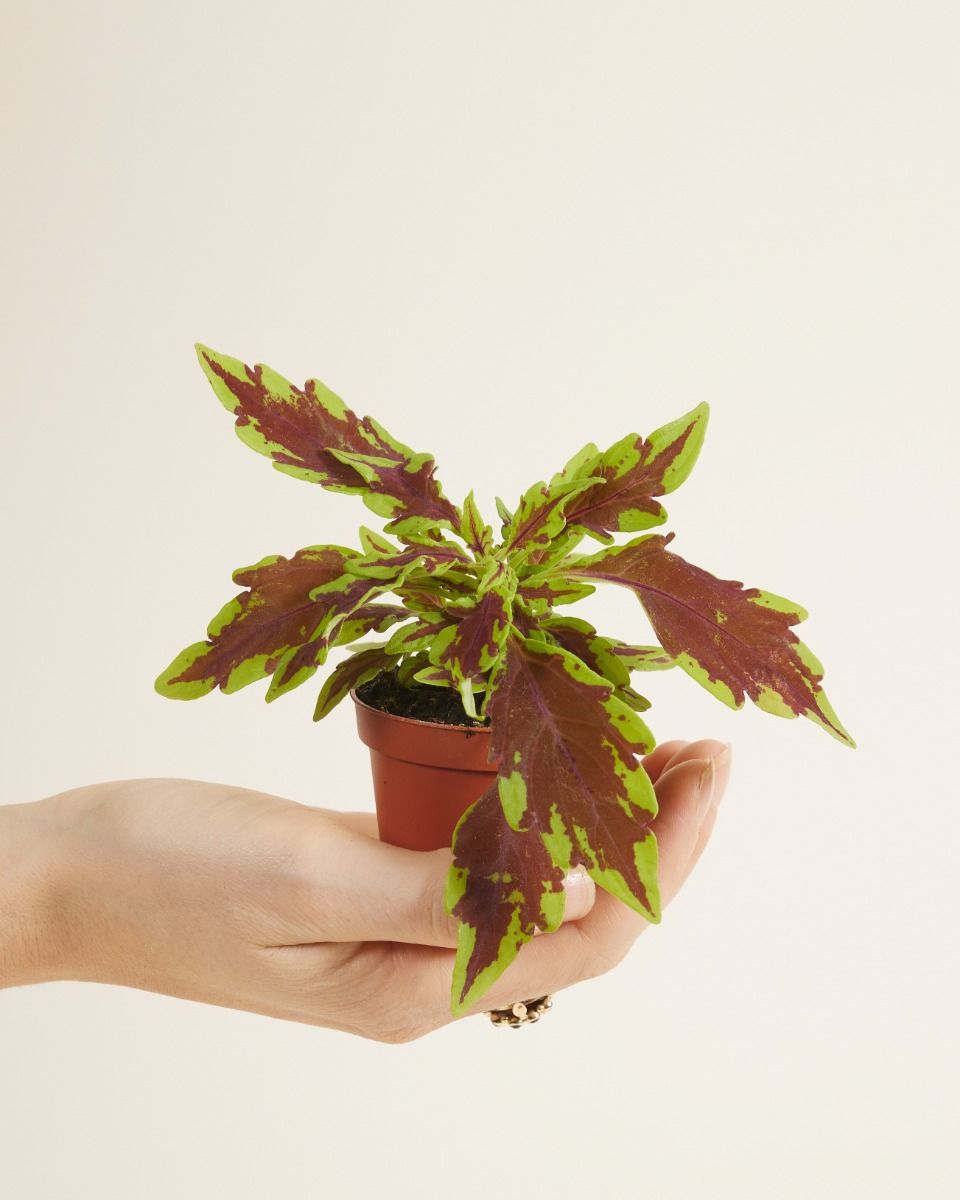 Shop Coleus Le Freak S (Spurflower) online | PLNTS.com