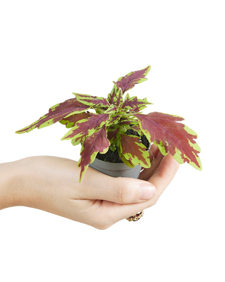 Shop Coleus Le Freak (Spurflower) online | PLNTS.com