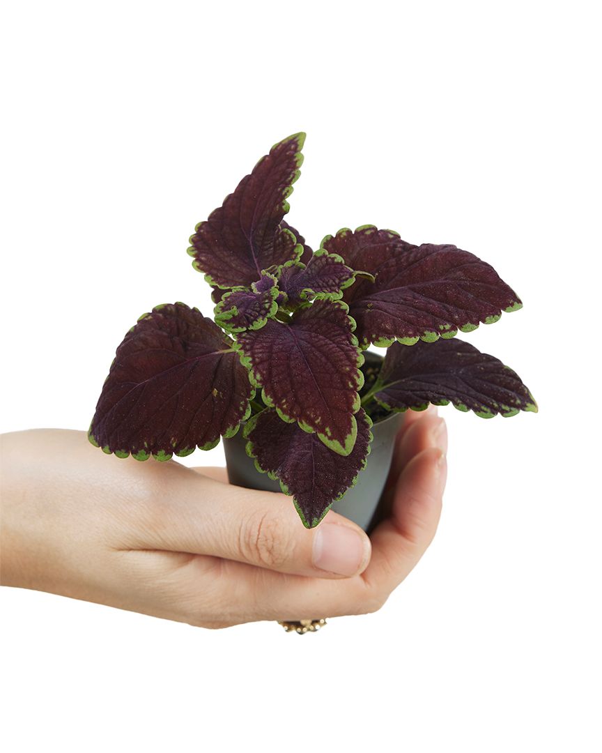 Shop Coleus 'Main Street Abbey Road' (Spurflower) online | PLNTS.com