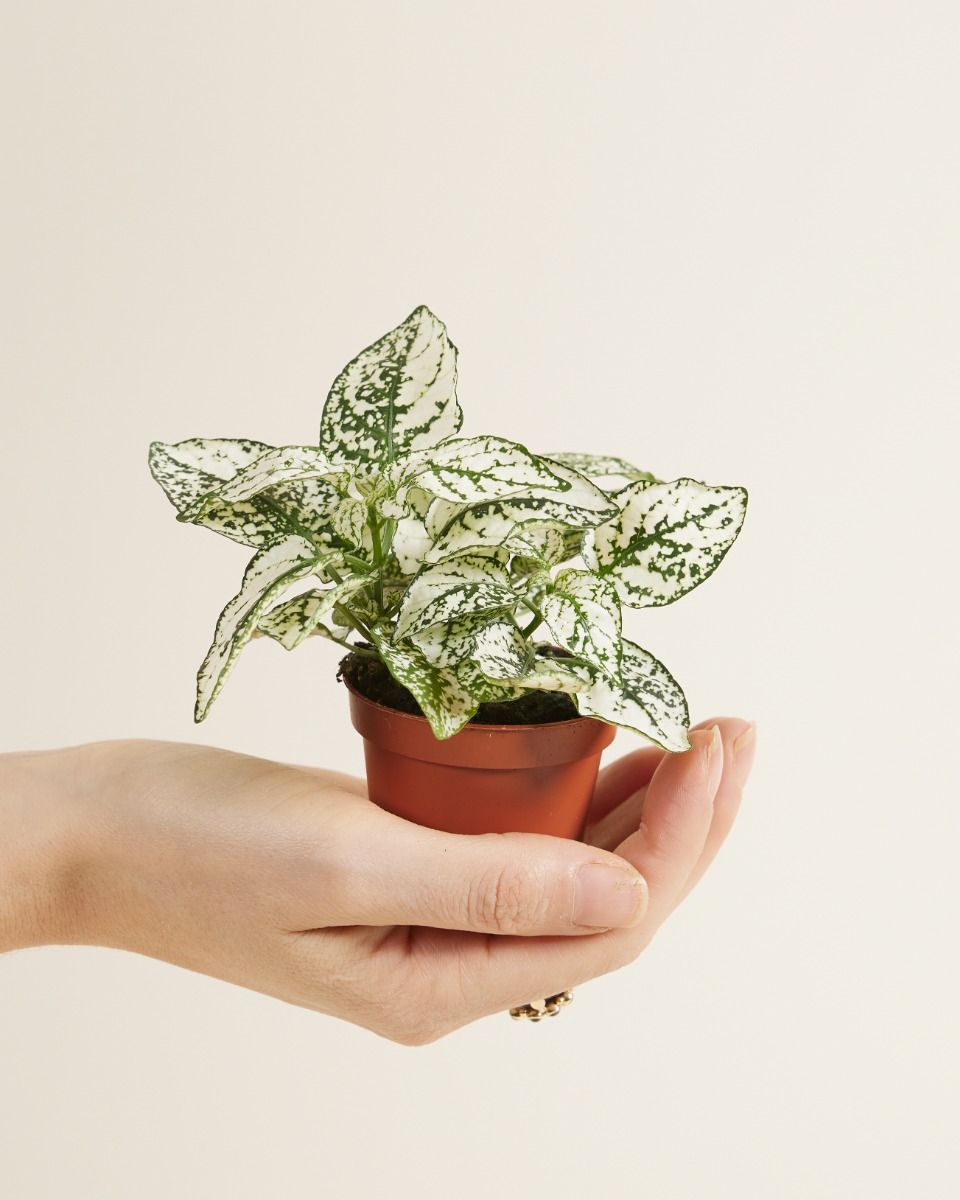 Hypoestes Phyllostachya White S (Polka Dot Plant) online kopen | PLNTS.com