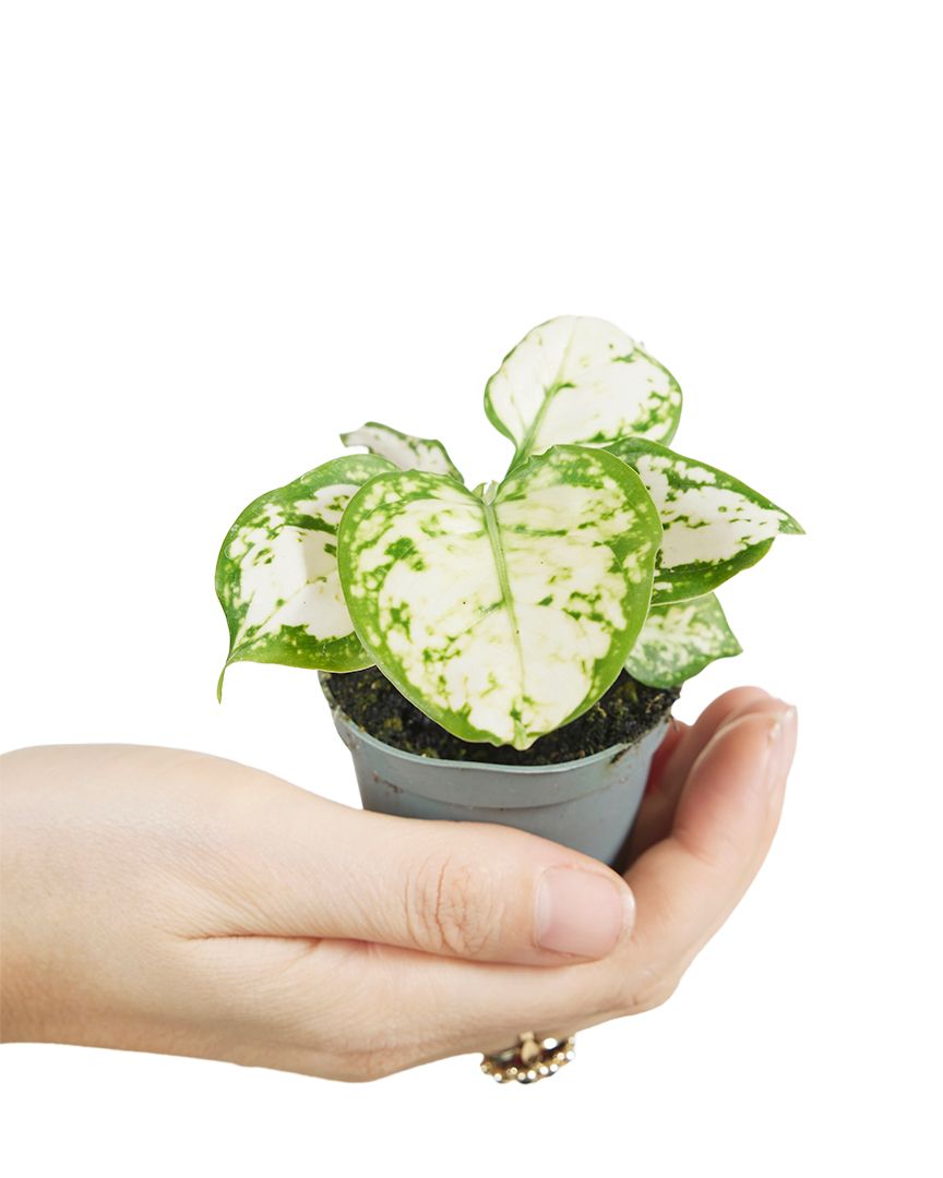 Shop Aglaonema Snowflake (Chinese Evergreen) online | PLNTS.com