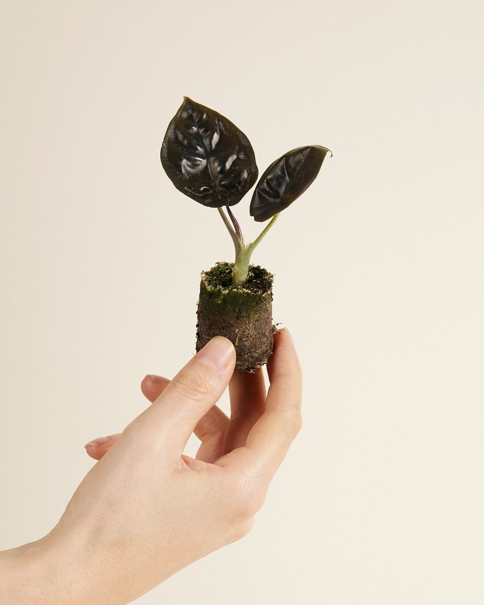 Shop Alocasia Infernalis S (Elephant ears) online | PLNTS.com