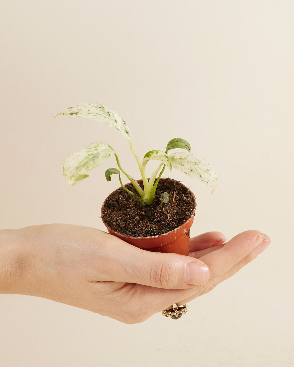 Shop Rhaphidophora Puberula Variegata S online | PLNTS.com