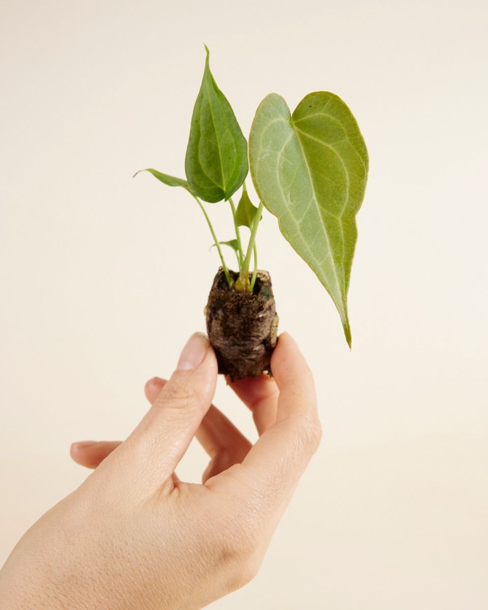 Shop Anthurium Delta Force S online | PLNTS.com