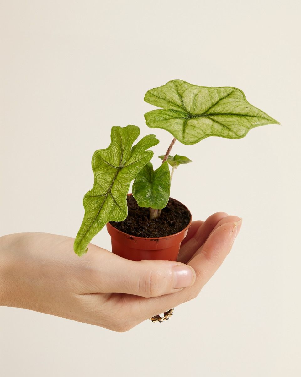 Alocasia Jacklyn Ghost Mint S online kaufen | PLNTS.com