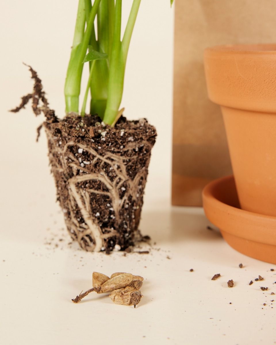 Shop Monstera Deliciosa seeds S (Swiss-cheese Plant) online | PLNTS.com