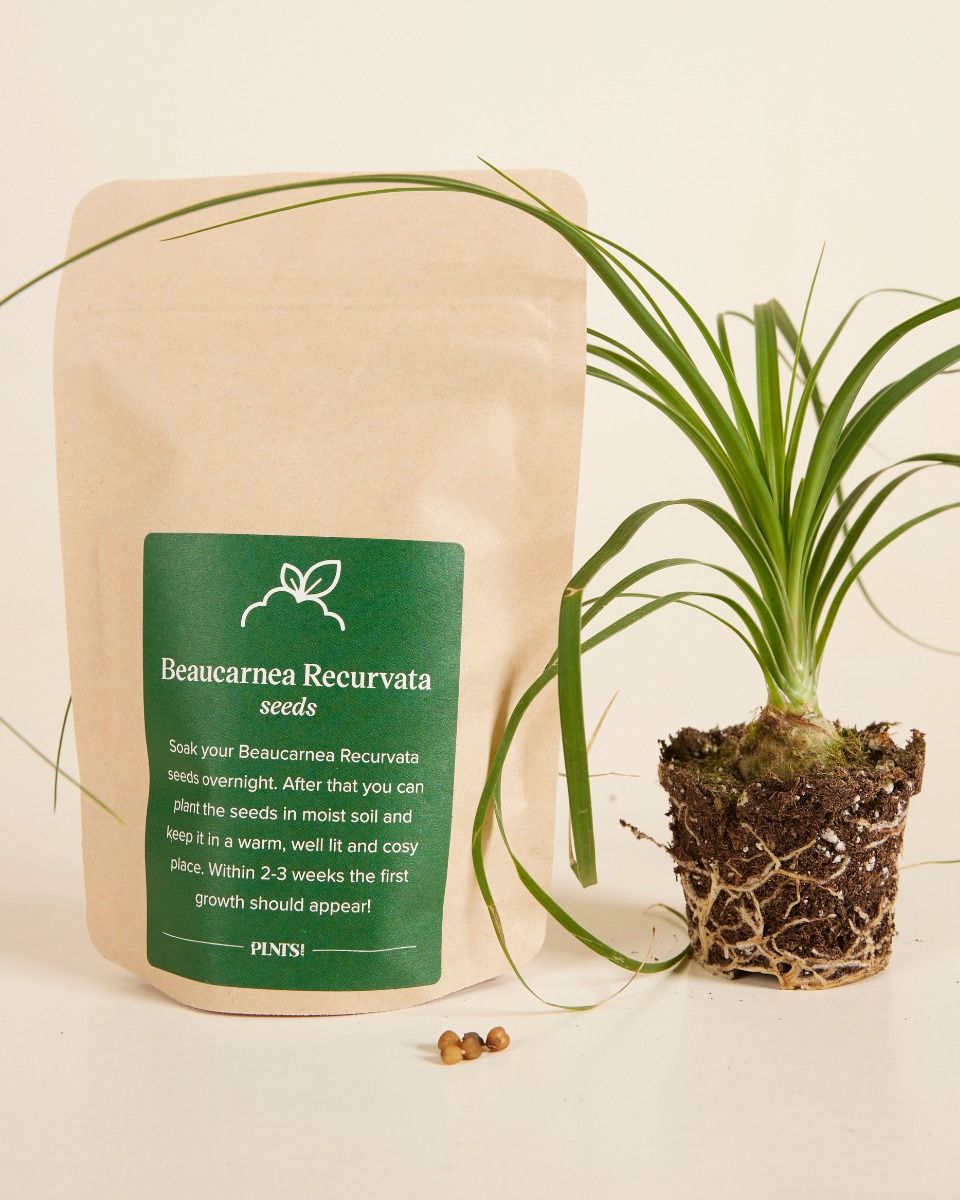 Compre Beaucarnea Recurvata seeds S (Ponytail palm) en línea | PLNTS.com