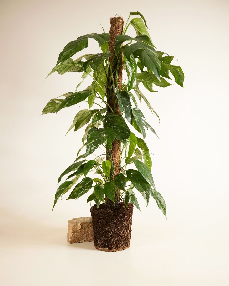 Epipremnum Pinnatum Variegata XL (Efeutute) online kaufen | PLNTS.com