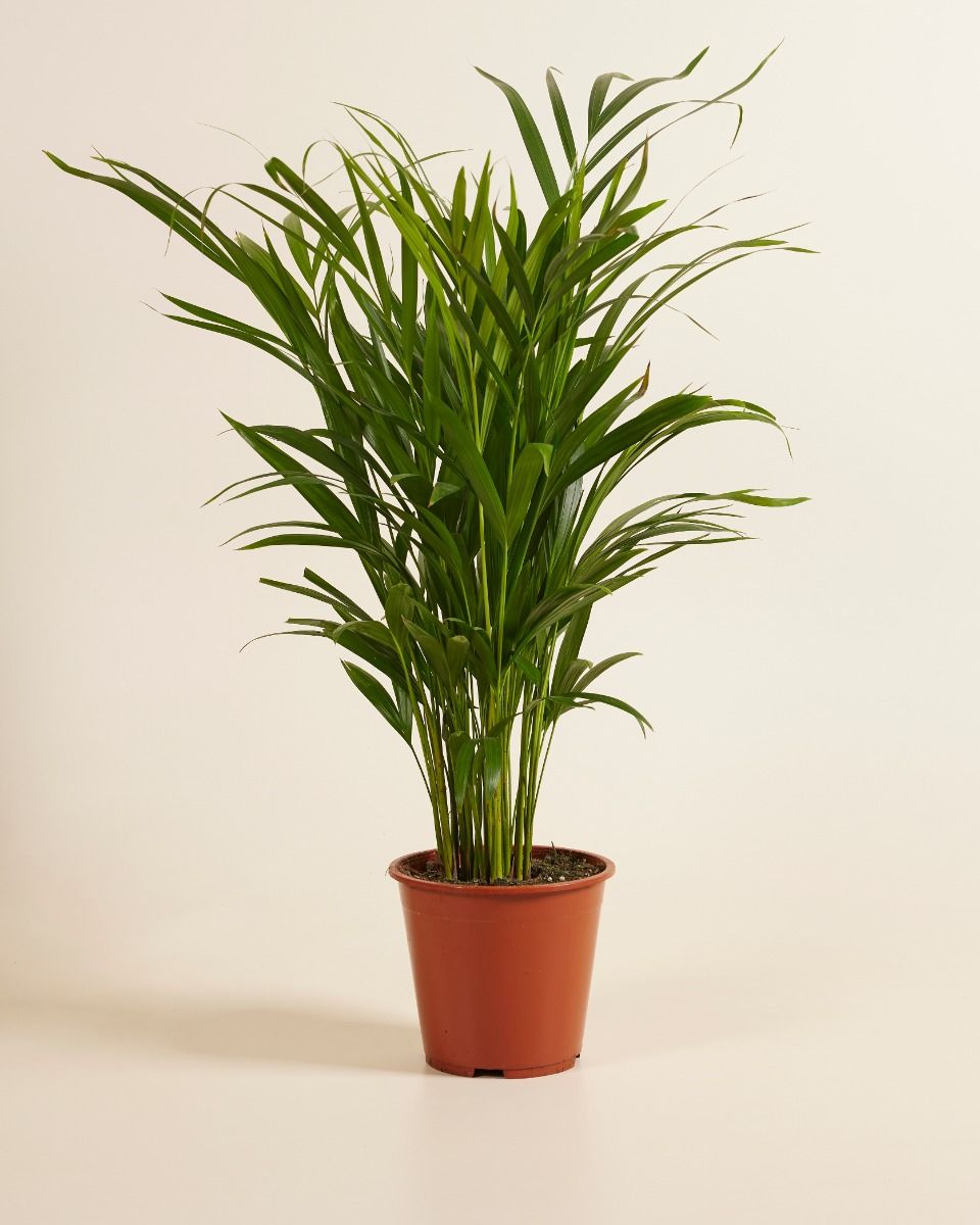 Shop Dypsis Lutescens (Butterfly Palm) online | PLNTS.com