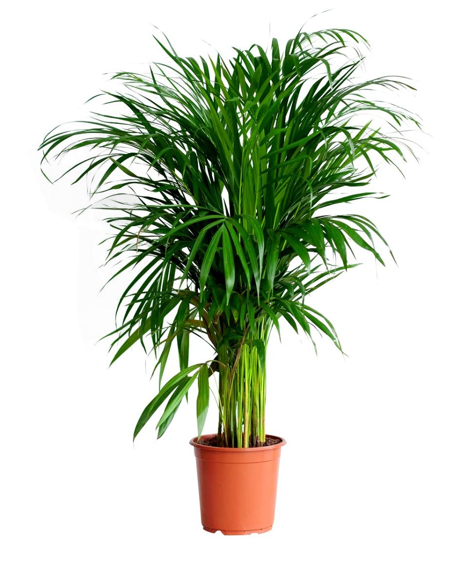 Shop Dypsis Lutescens (Butterfly Palm) online | PLNTS.com