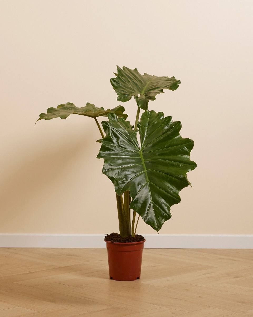 Alocasia Portodora Pflege