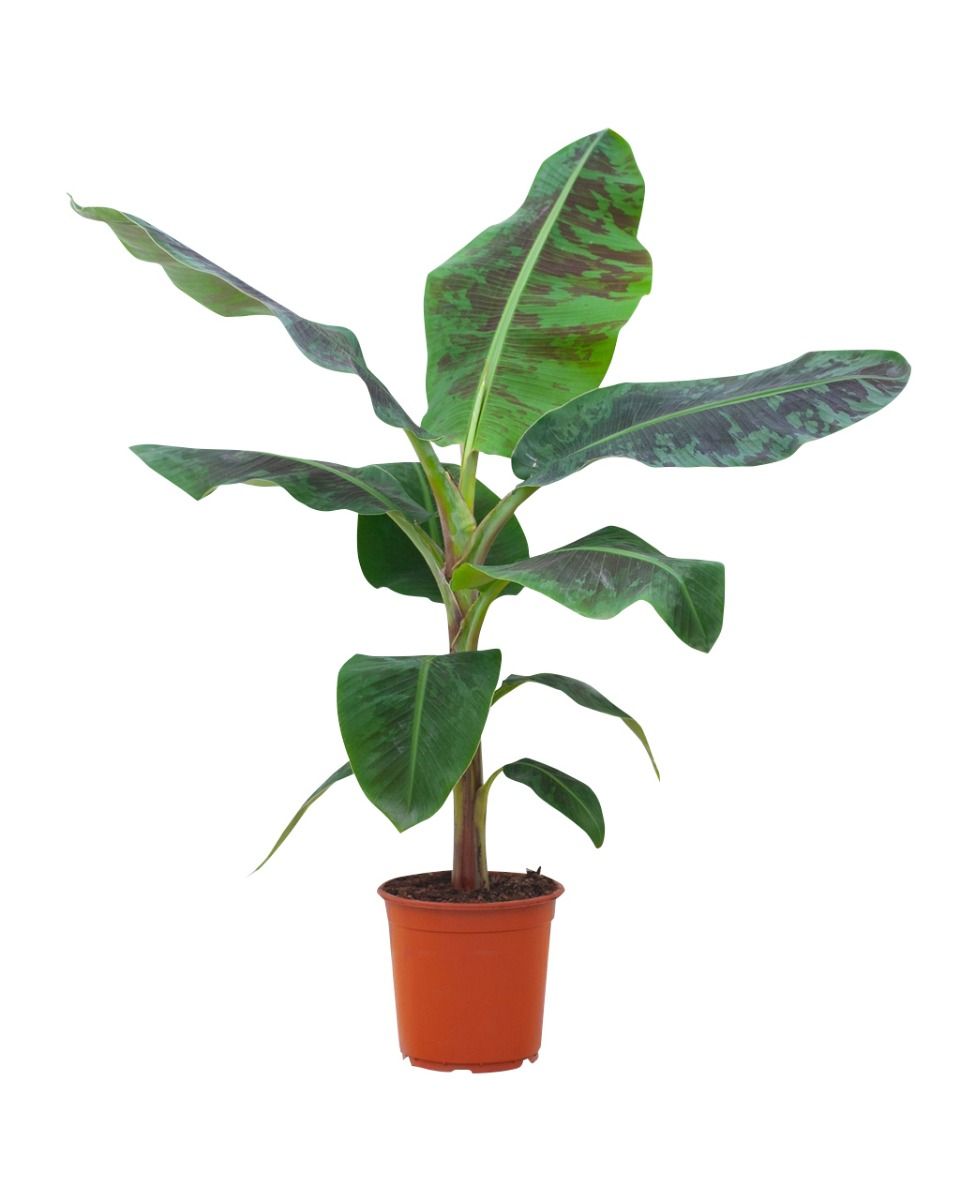 Musa Dwarf Cavendish Bananenpflanze (Bananenpflanze ) online kaufen ...