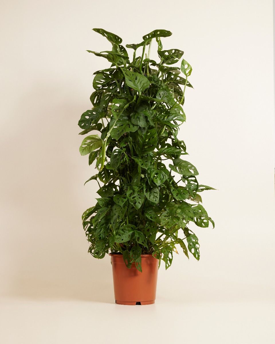 Shop Monstera Adansonii XL (Monkey Mask) online | PLNTS.com