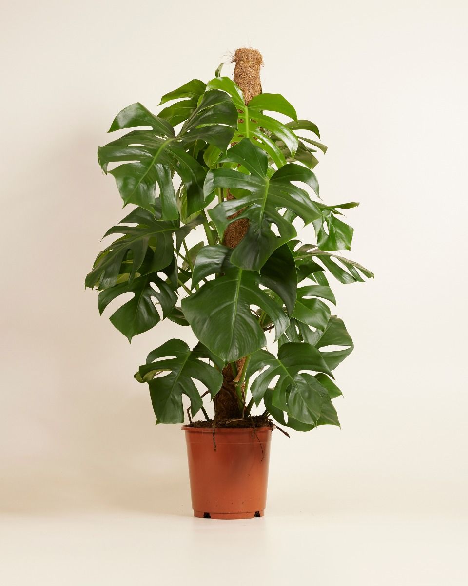 Compre Monstera Deliciosa XXL en línea | PLNTS.com