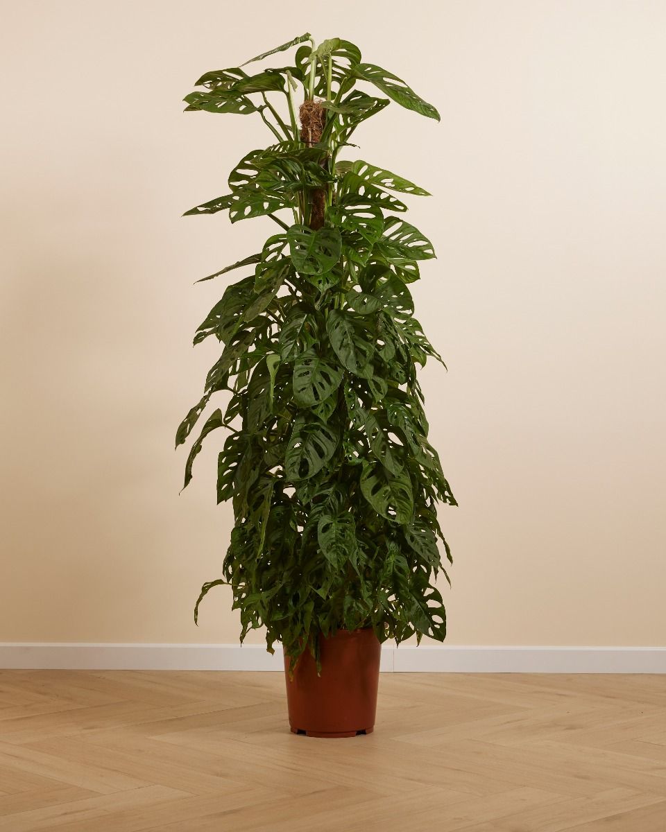 Monstera Adansonii Monkey Mask (Gatenplant) online kopen | PLNTS.com