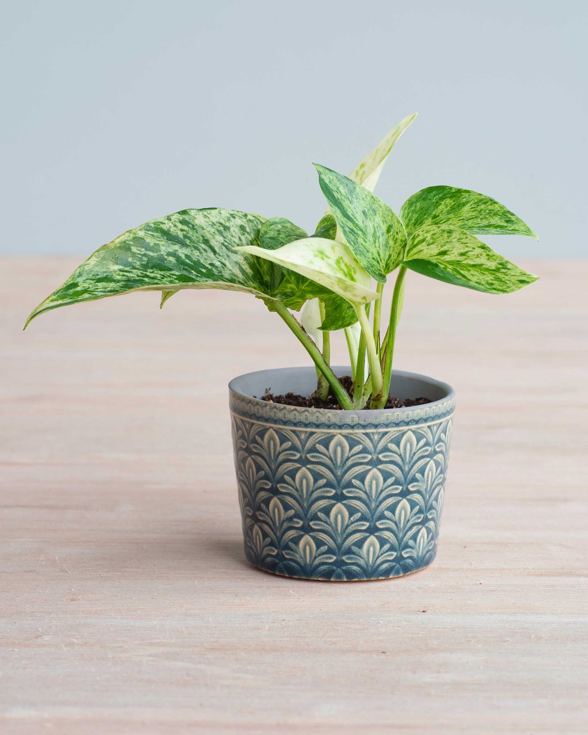 Epipremnum Aureum Marble Queen S (Pothos) online kopen | PLNTS.com