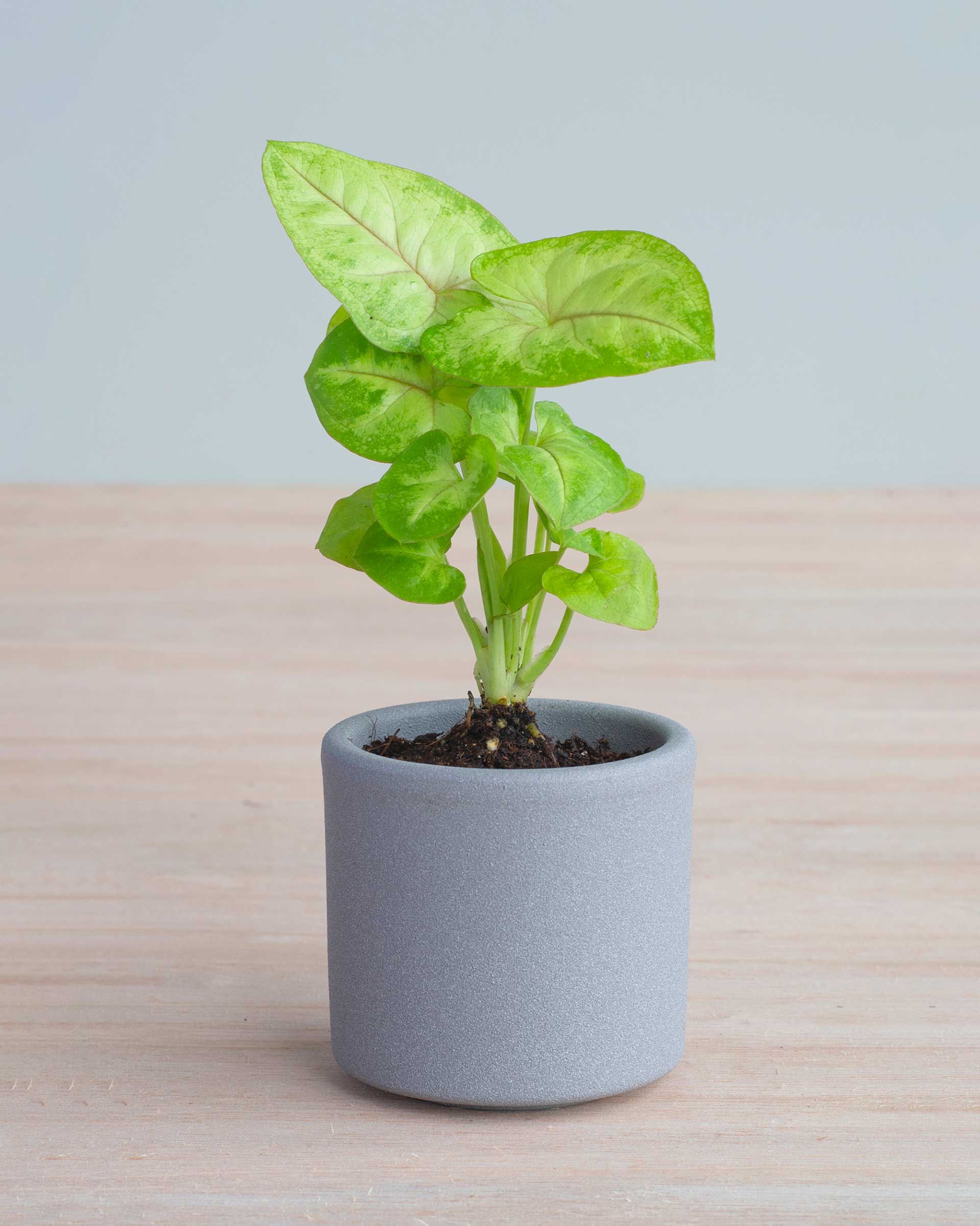 Shop Syngonium Golden Allusion S online | PLNTS.com