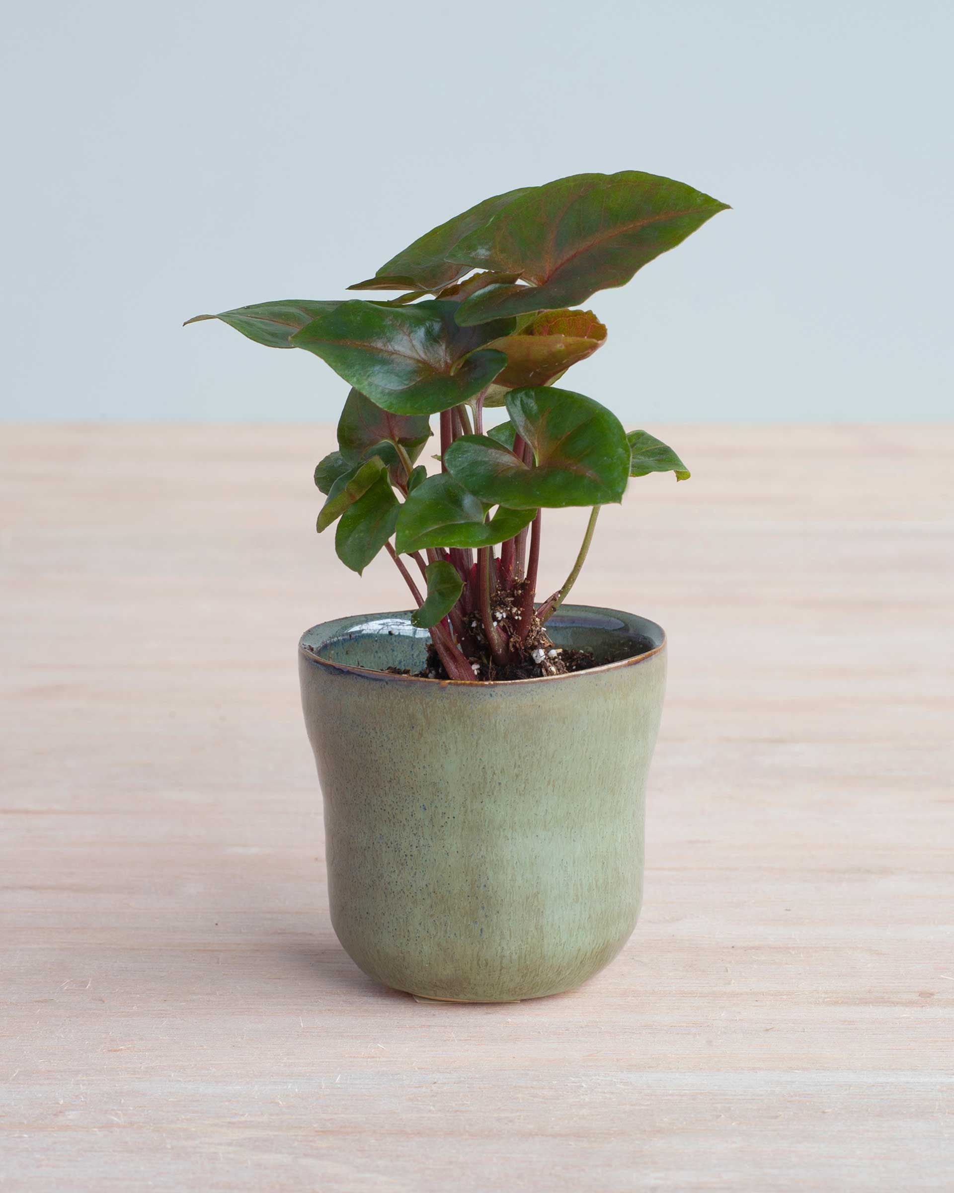 Syngonium Maria Allusion S (Arrowhead) online kopen | PLNTS.com