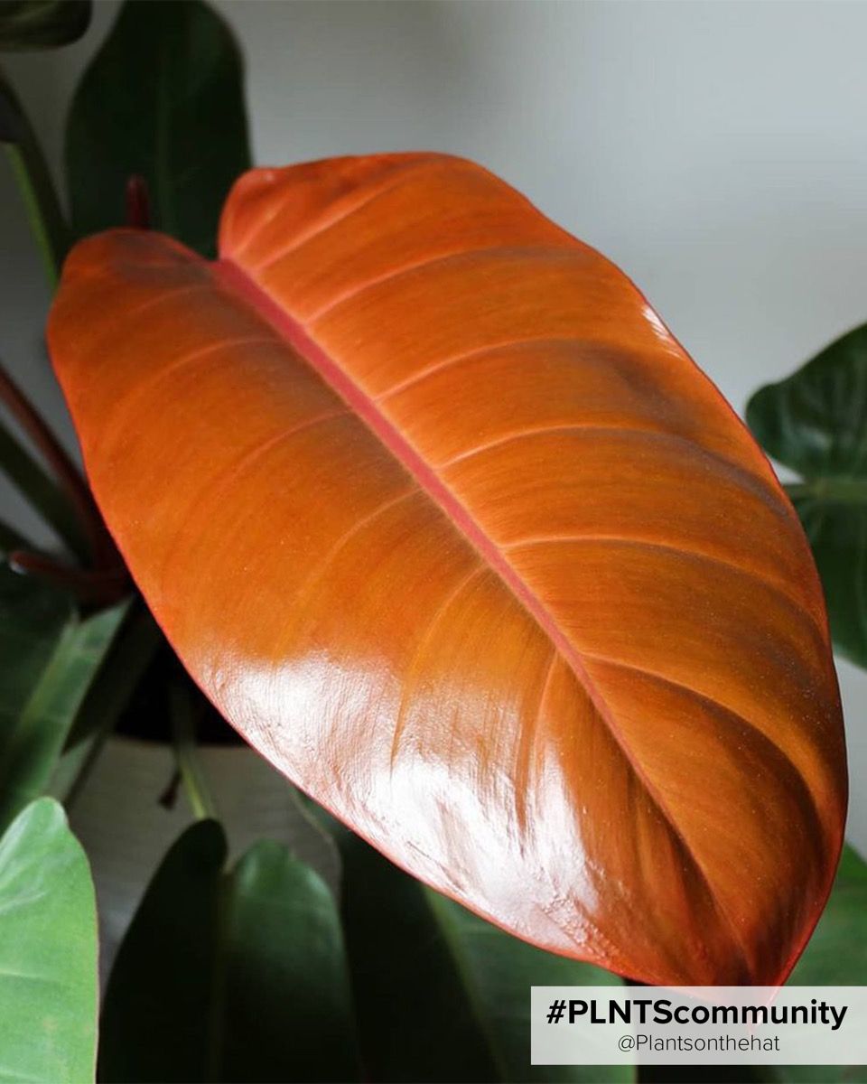 Shop Philodendron Prince of Orange online | PLNTS.com