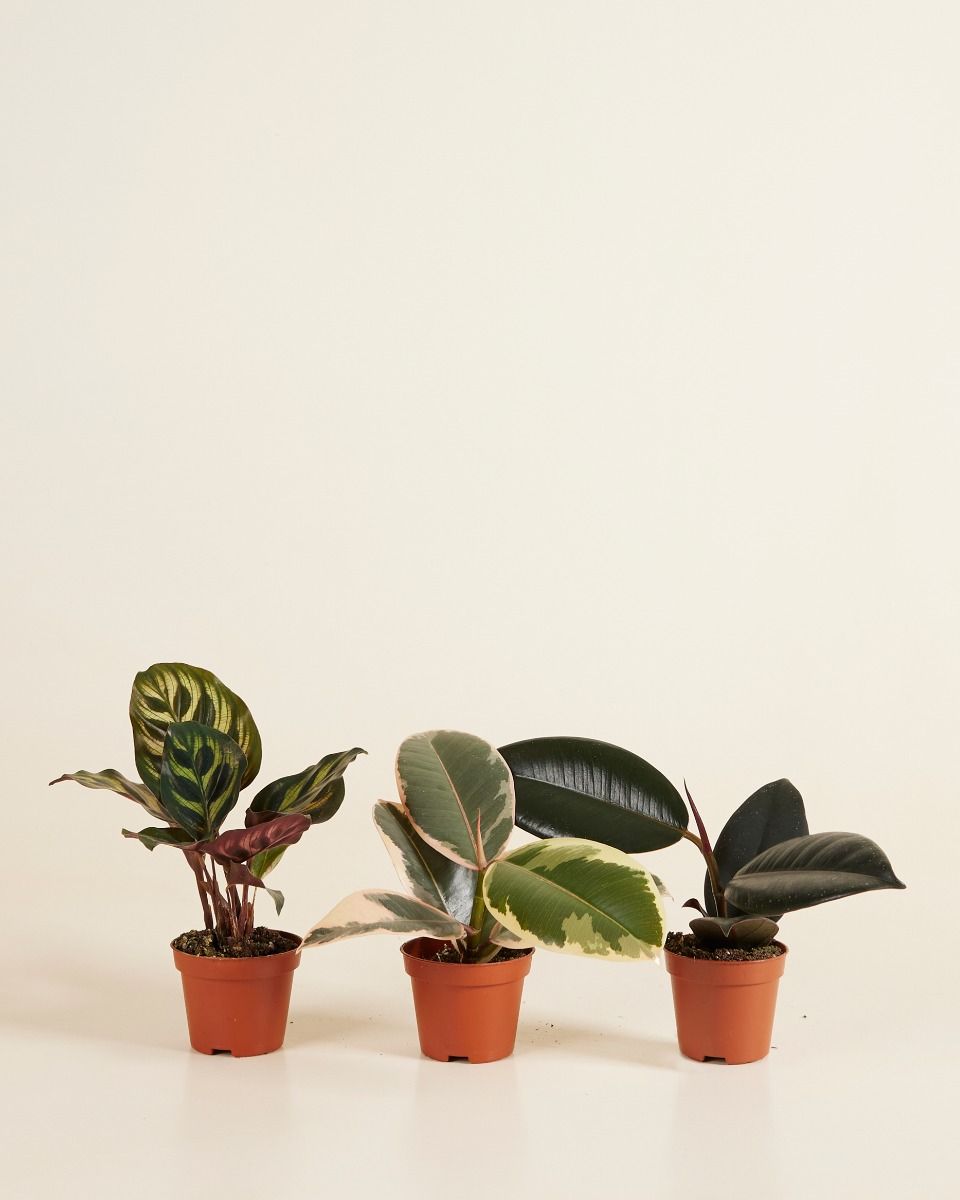 Easy Care Set S online kaufen | PLNTS.com