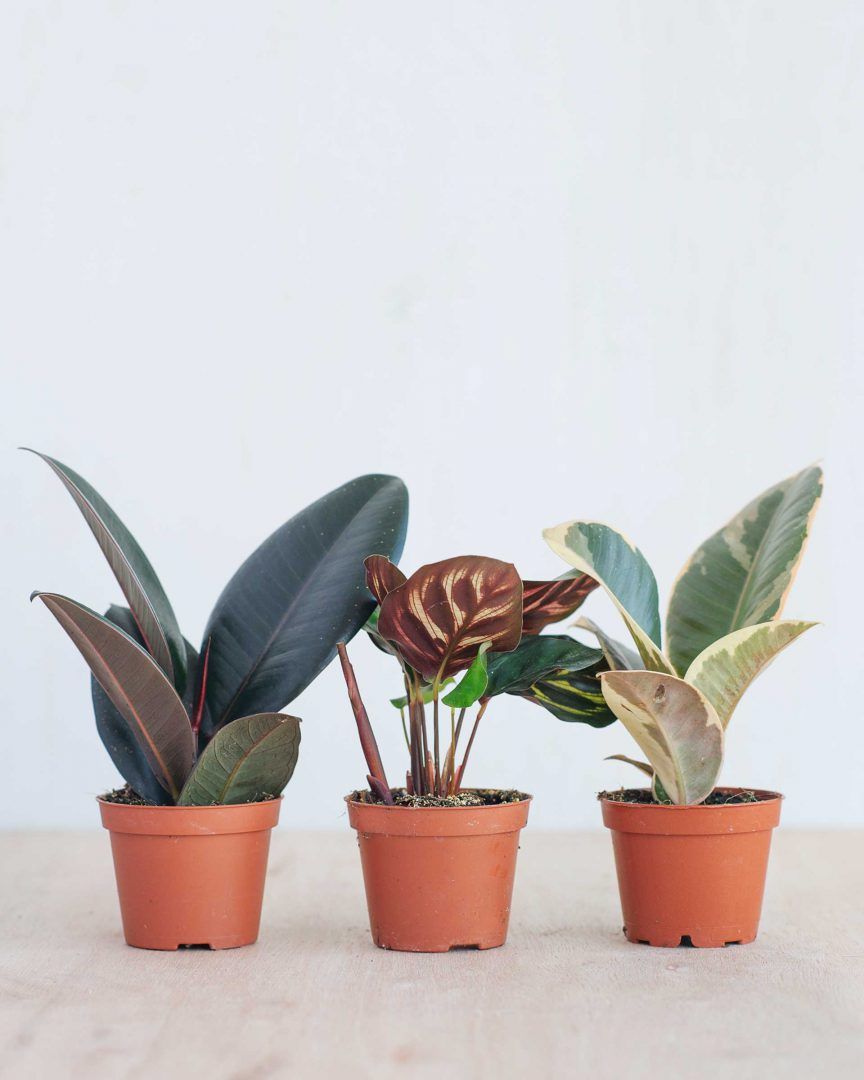 Shop Easy Care Set S online | PLNTS.com