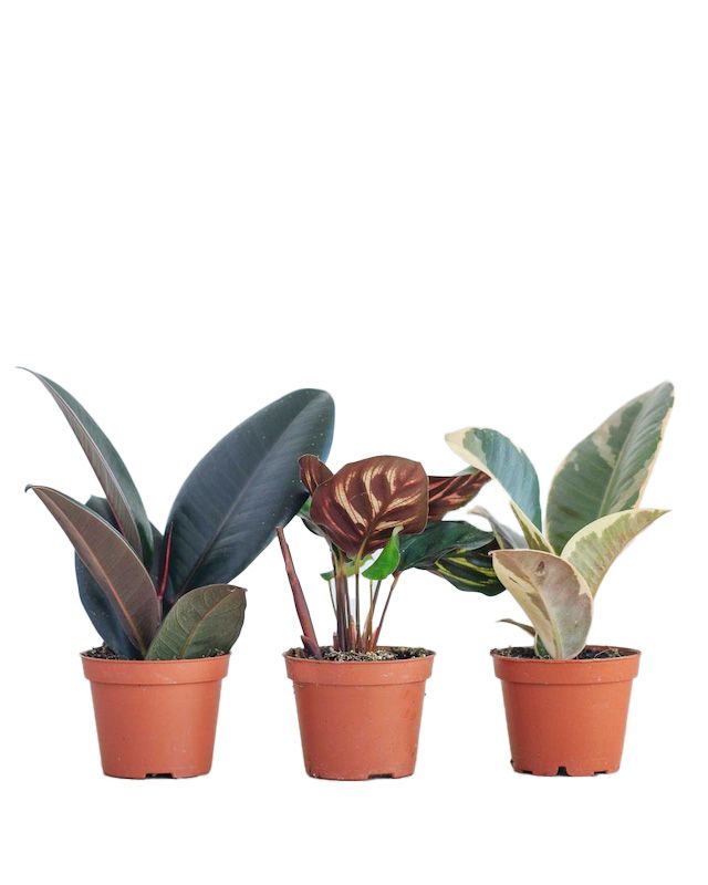 Shop Easy Care Set S online | PLNTS.com