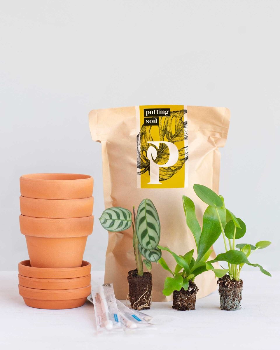 Shop Trio Starter Kit online | PLNTS.com