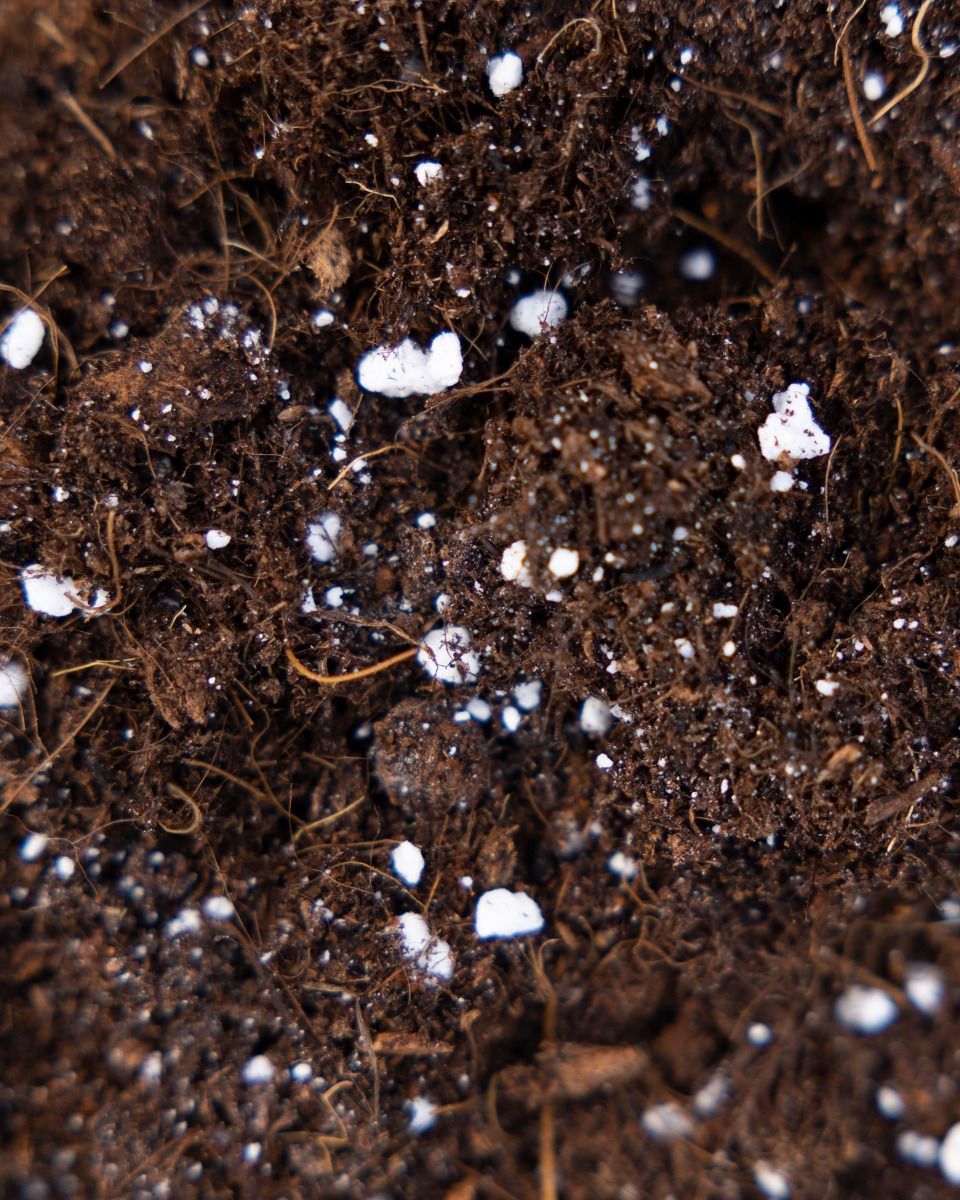 Shop Succulents potting mix kit online | PLNTS.com