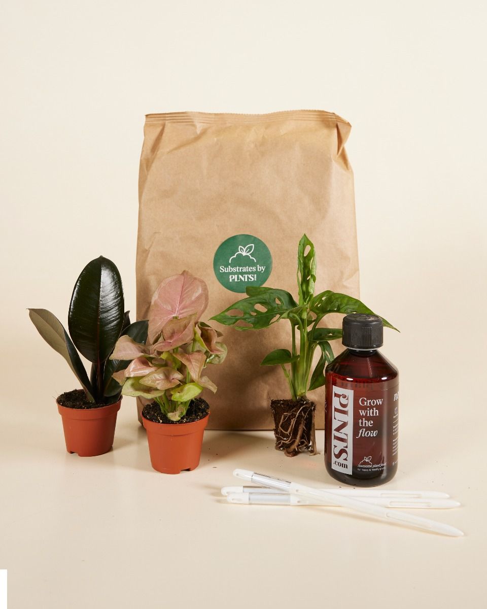 Compre Easy Care Set 3 Plants en línea | PLNTS.com