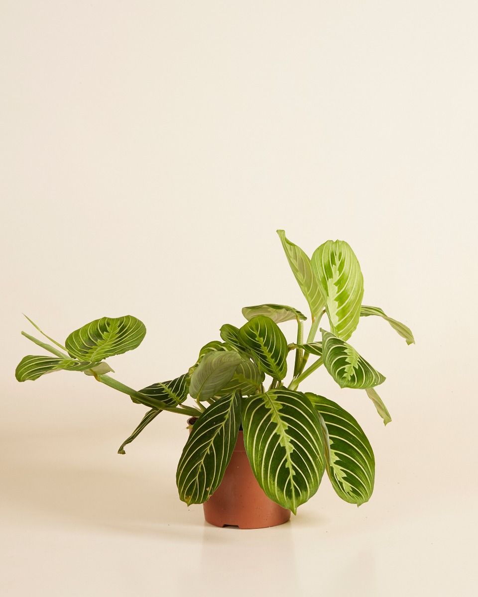 Shop Maranta Lemon Lime M (Prayer plant) online | PLNTS.com