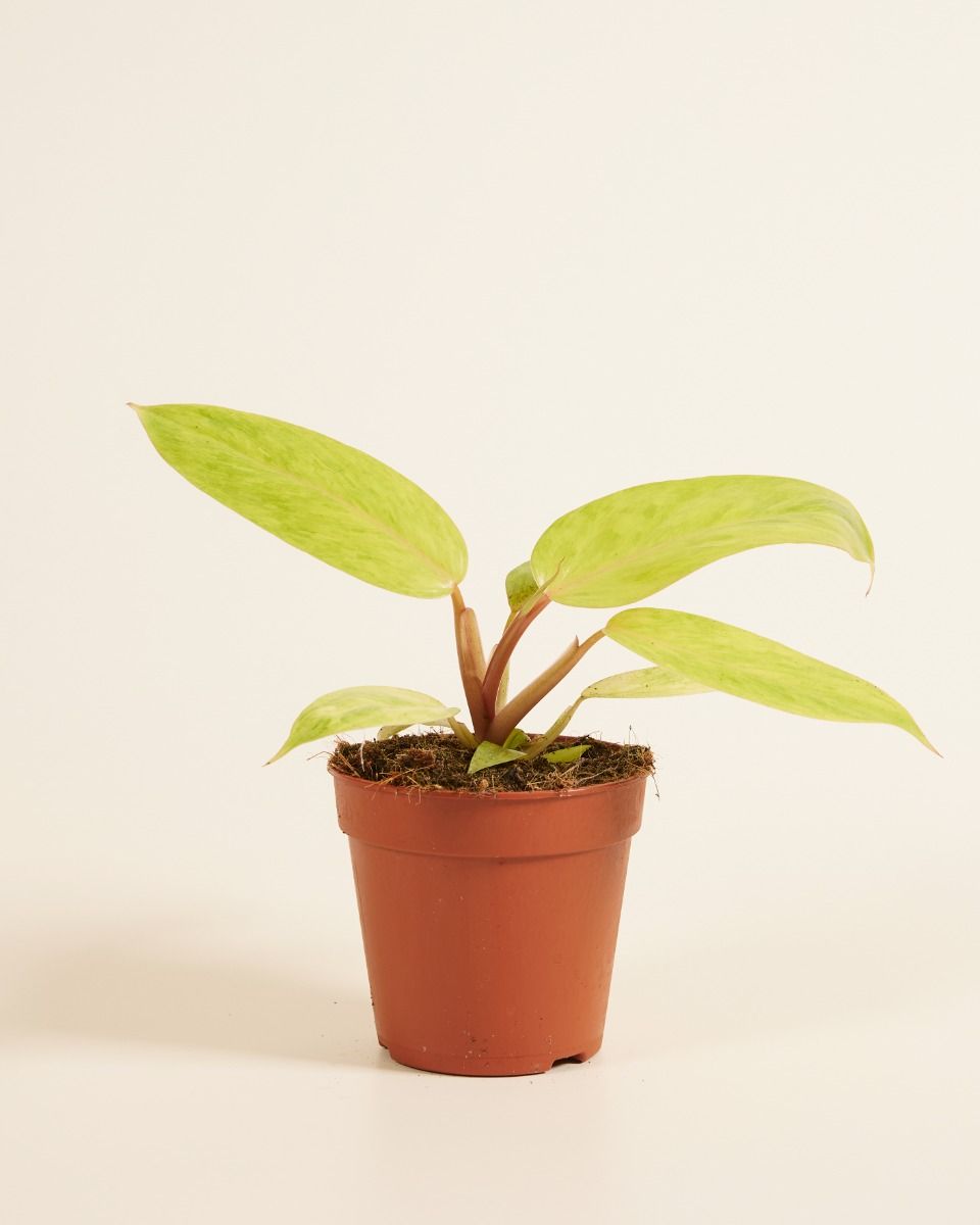 Shop Philodendron Painted Lady M online | PLNTS.com